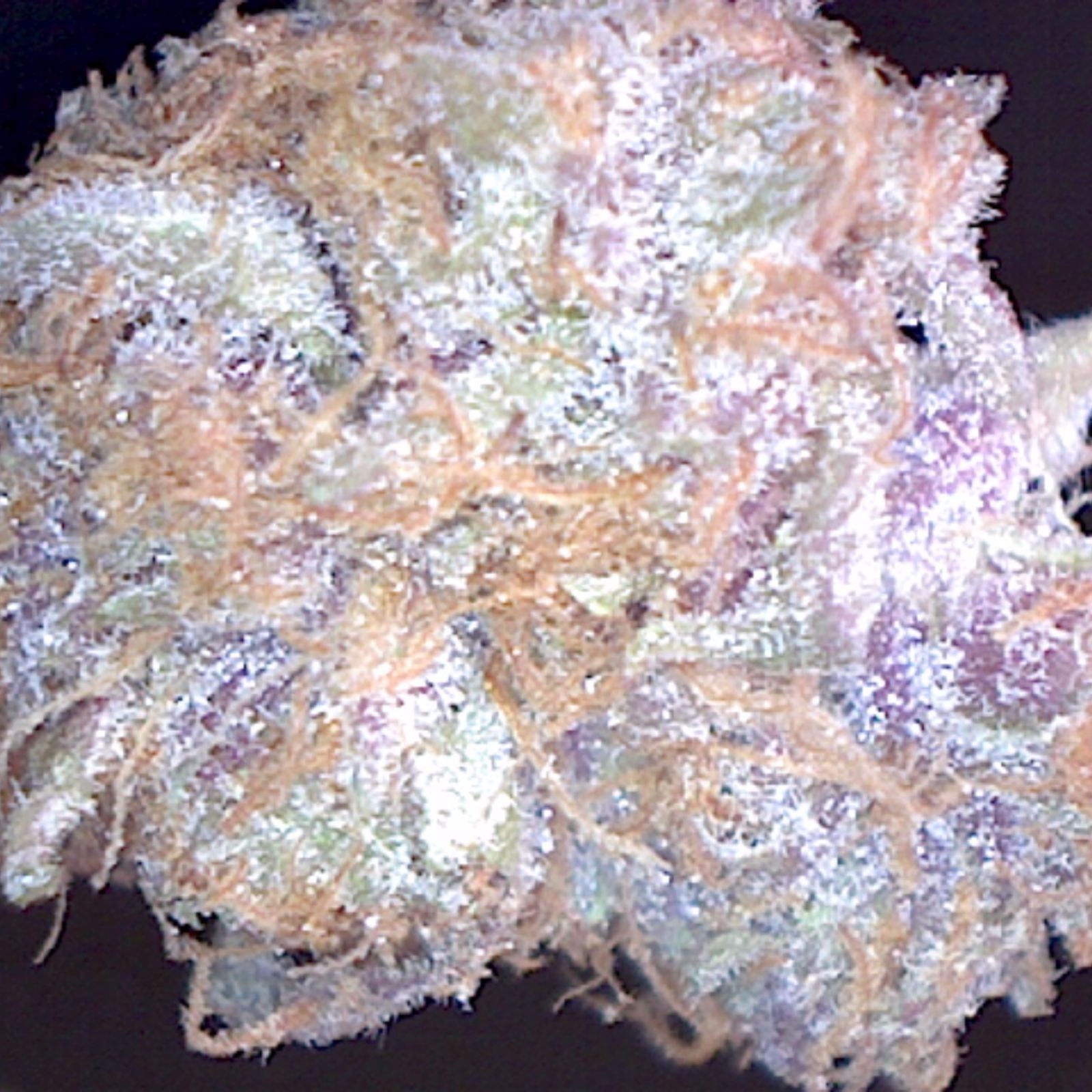 Passion Fruit 2400unit Leafly